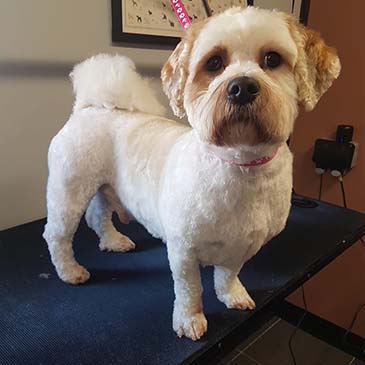 Gallery | Pampered Paws Dog Grooming