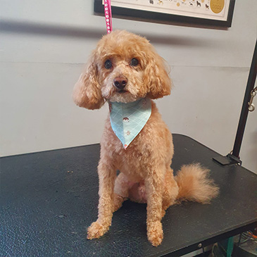 Gallery | Pampered Paws Dog Grooming