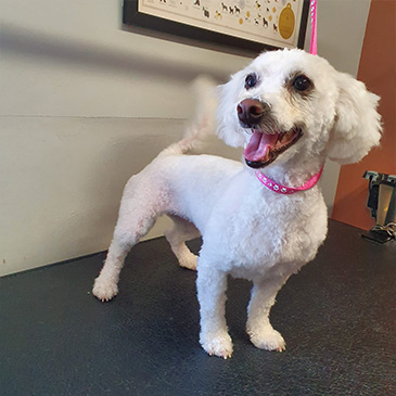 Gallery | Pampered Paws Dog Grooming