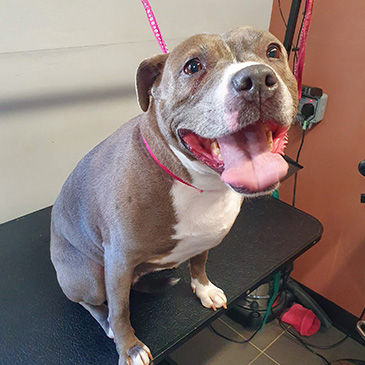 Gallery | Pampered Paws Dog Grooming