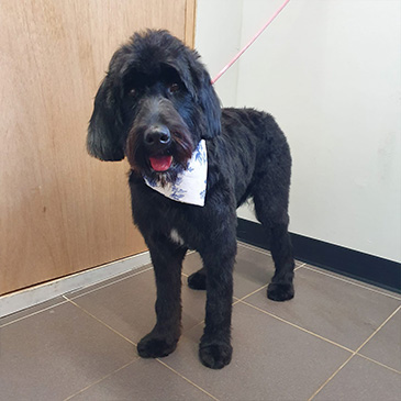 Gallery | Pampered Paws Dog Grooming