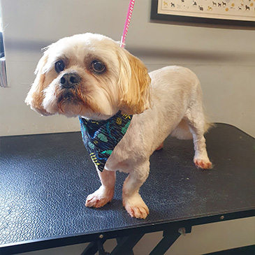 Gallery | Pampered Paws Dog Grooming