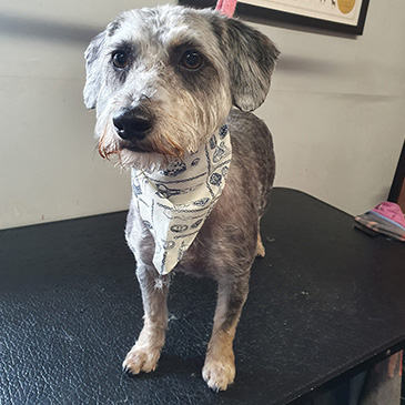 Gallery | Pampered Paws Dog Grooming