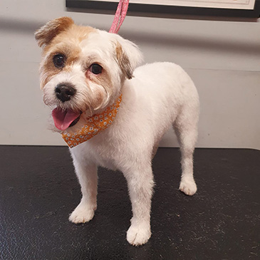 Gallery | Pampered Paws Dog Grooming