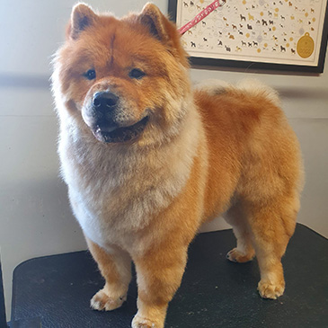 Gallery | Pampered Paws Dog Grooming