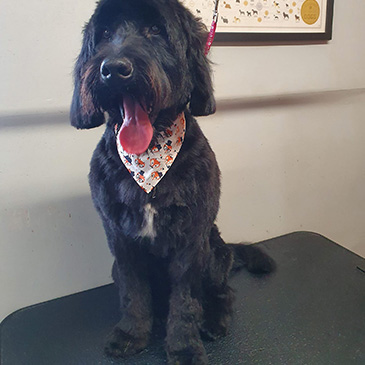 Gallery | Pampered Paws Dog Grooming